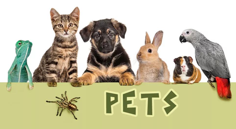 Pets - Дигитален урок - BG Електронно обучение и учене Mozaik